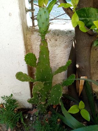 piante grasse
