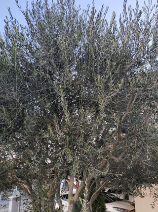 Ulivo grande da giardino grande