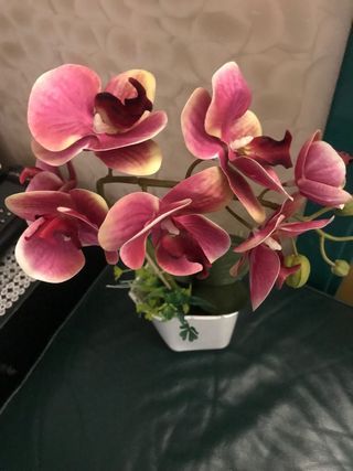 Orchidea in vaso in latta