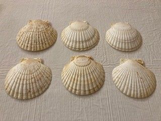 Set 6 gusci conchiglia per cucina 