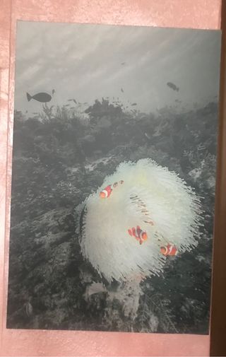 Stampa foto