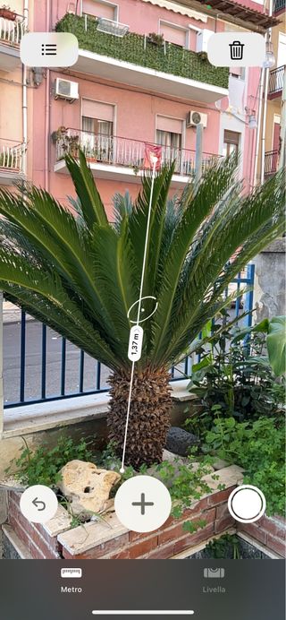 Cicas alta 137 cm vigorosa