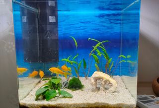 Acquario Nano 30 litri