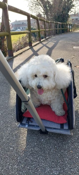 trasportino per animali domestici 