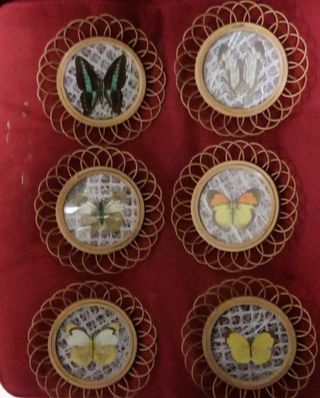Set di 6 sottobicchieri con farfalle vintage