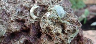 Rocce per acquario marino (non vive)