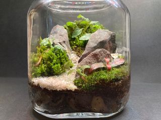 Terrarium tropicale 1l