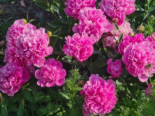 Peonia bianca e rosa