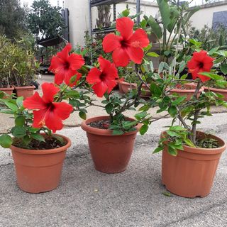 hibiscus 