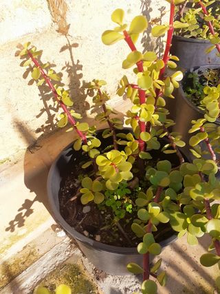 portolucana afra v. 21