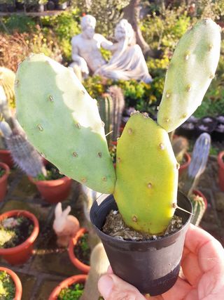 FICO D INDIA ORNAMENTALI  