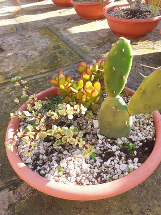 ciotola v.33 mix grass