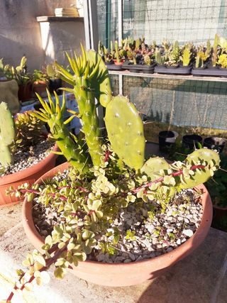 succulent grass combo ciotola da 33 cm