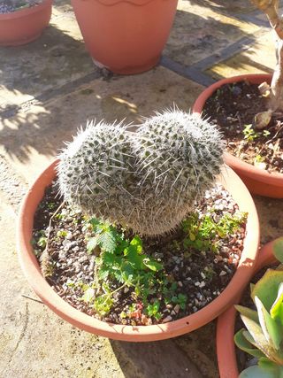 succulent grass ciotola da 35