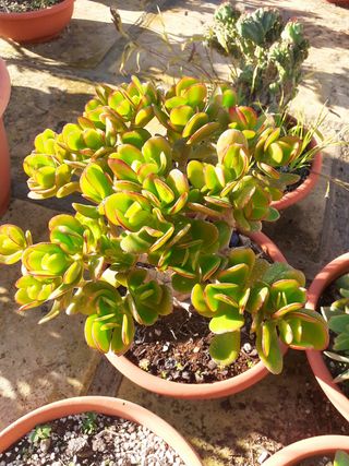 succulent grass ciotola 35