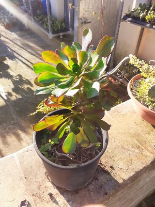 succulent grass vaso 21