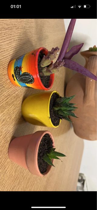 Set of 3 plants
