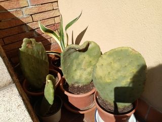 piante grasse