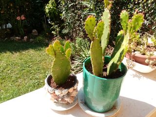 piante grasse