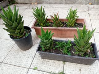 Aloe
