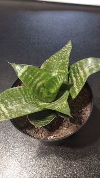 pianta grassa