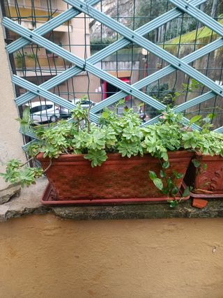 vasi da giardino con piante incluse