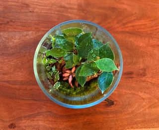 Terrarium con piante tropicali 