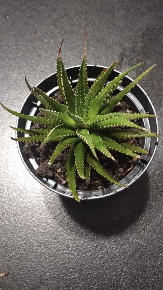 pianta grassa succulente