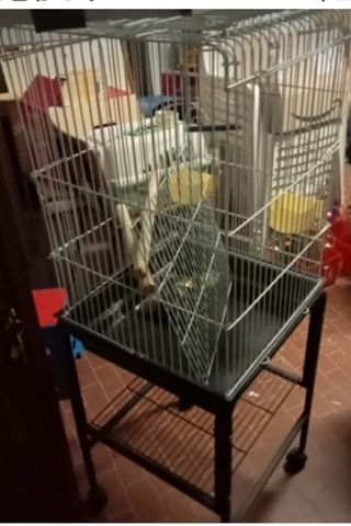 gabbia, pappagalli o uccelli 