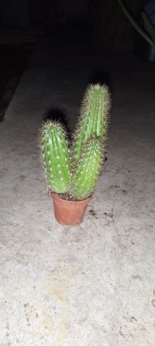 cactus 