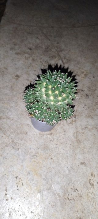 cactus 