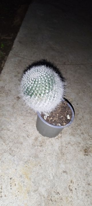 Cactus 