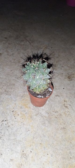 cactus 