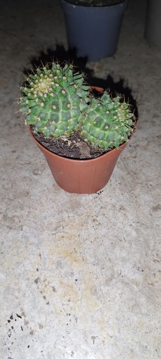 Cactus 