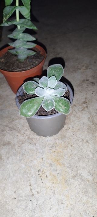 pianta grassa