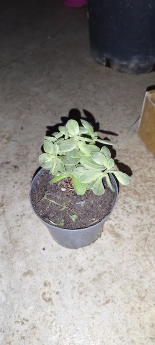 pianta grassa