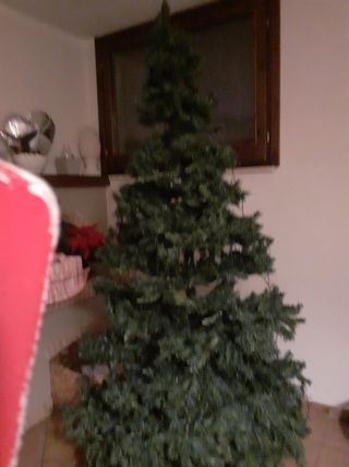 Albero di Natale 🎄  alto 220 cm