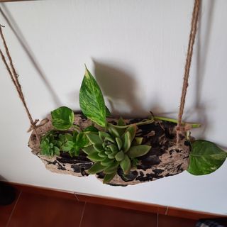 Driftwood legno trasportato dal mare 