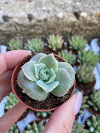 Suculenta 5,5cm