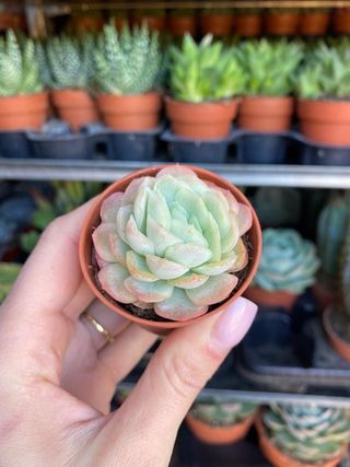 Suculenta 5,5cm