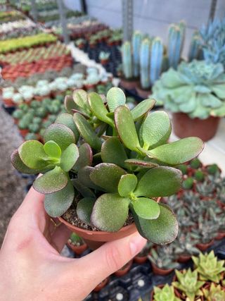 Suculenta 8,5cm