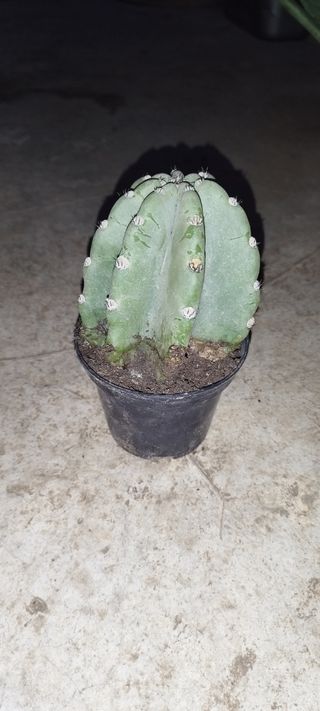 cactus gicante