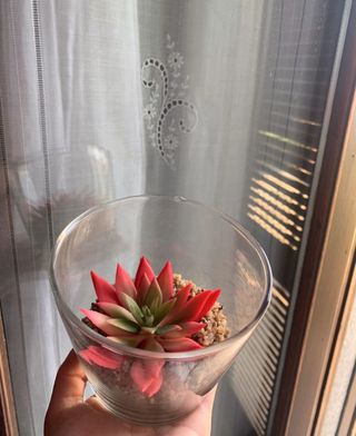 Decoro