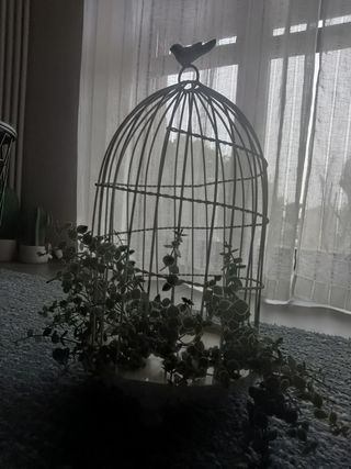 gabbietta decorativa