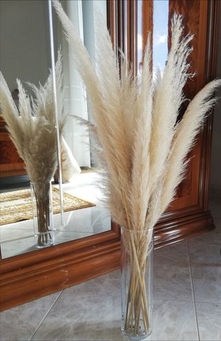 pampass grass decorazione casa 