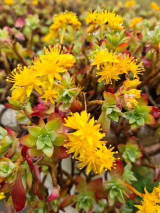 Sedum Palmeri 