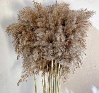 home decor fluffy pampas 