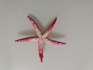 stella marina ceramica rossa rosso bianco sfumata