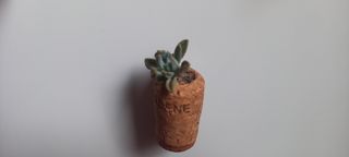 Calamita piantina vera