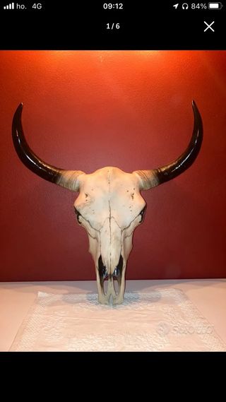Testa bufalo da parete 